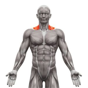 Lying Towel Pull-downs | CALISTHENICS Workouts & Equipment