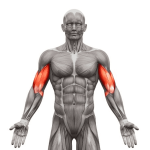 Commando Pull-Up | CALISTHENICS Workouts & Equipment