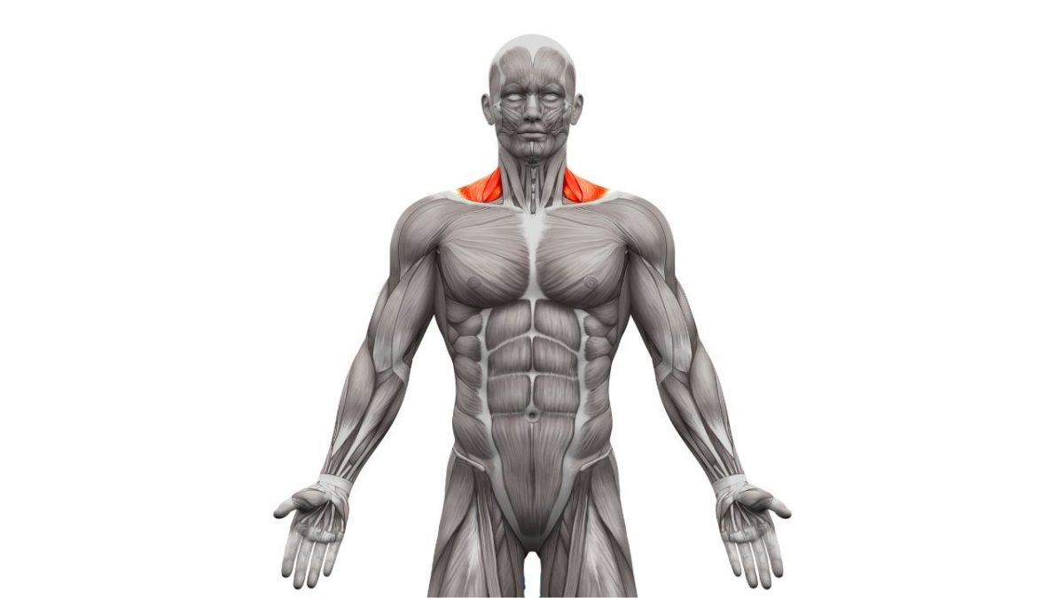 TOP Handstand Benefits And Muscles Worked | CALISTHENICS Workouts ...