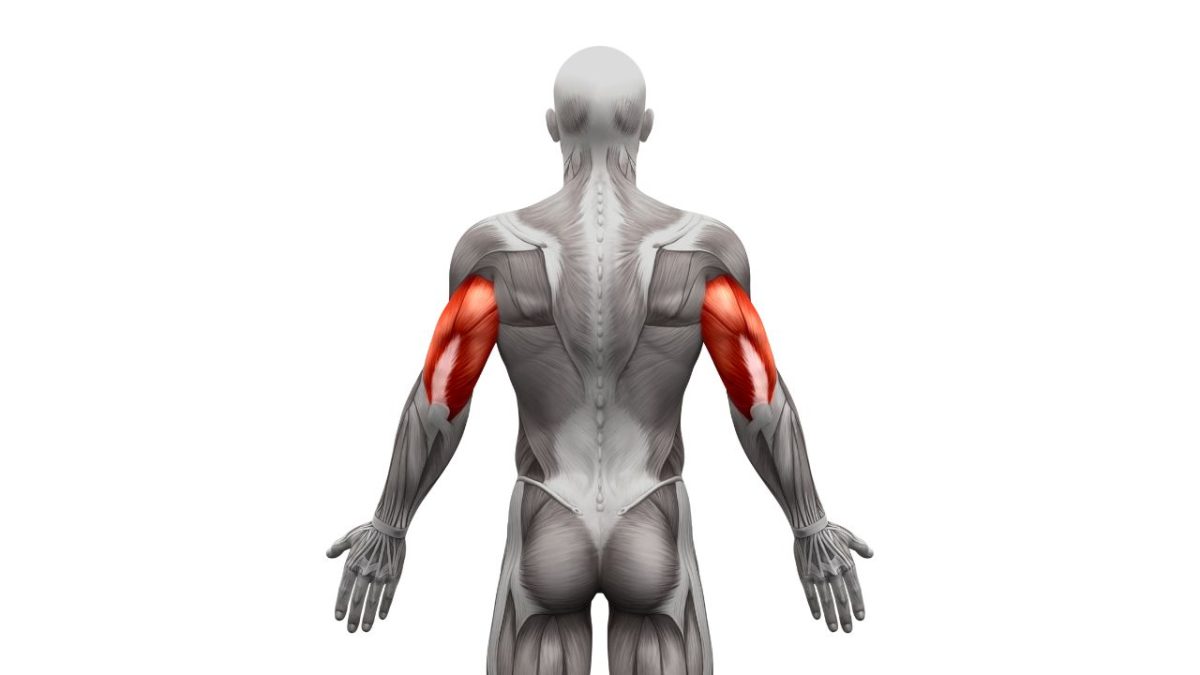 TOP Handstand Benefits And Muscles Worked | CALISTHENICS Workouts ...